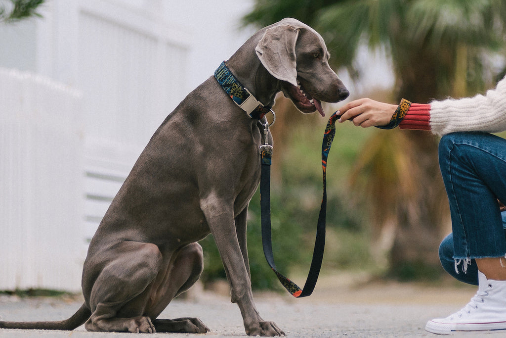 Miramar終売のお知らせ – Brott Barcelona